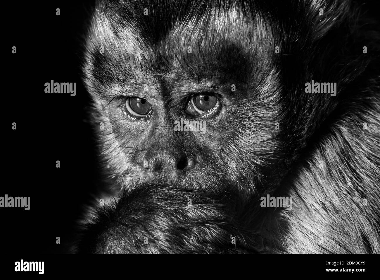 Intimate monkey portrait. With sad eyes in captivity Stock Photo - Alamy