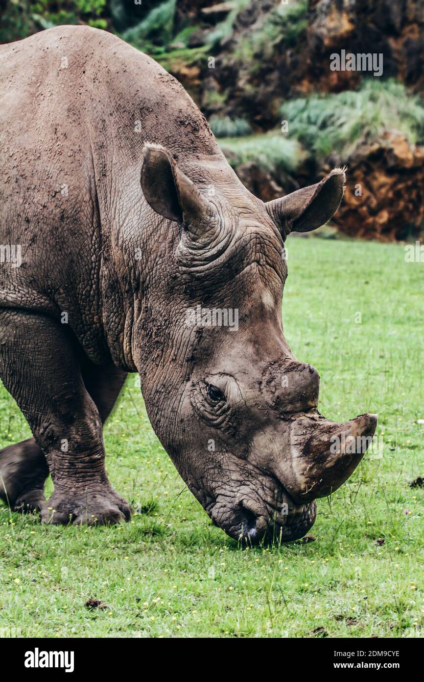 Sad rhino head in zoo Stock Photo - Alamy