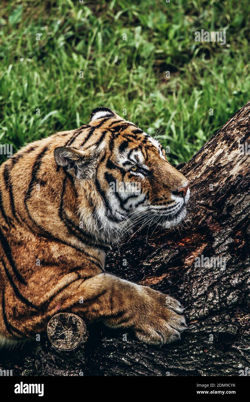 Direct Gaze High Resolution Stock Photography and Images - Alamy