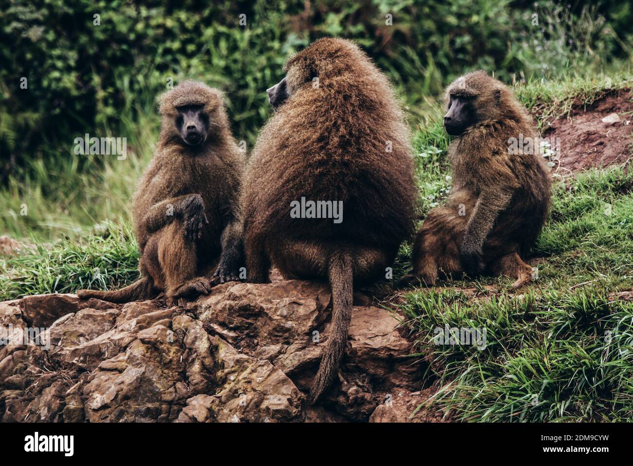 Family of monkeys in intimate moment. Daily life life style Stock Photo ...