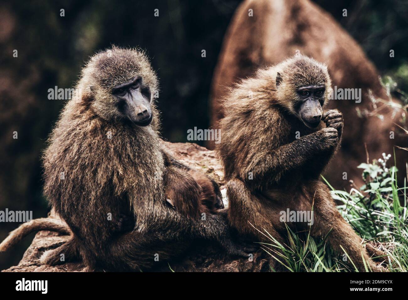 Family of monkeys in intimate moment. Daily life life style Stock Photo ...