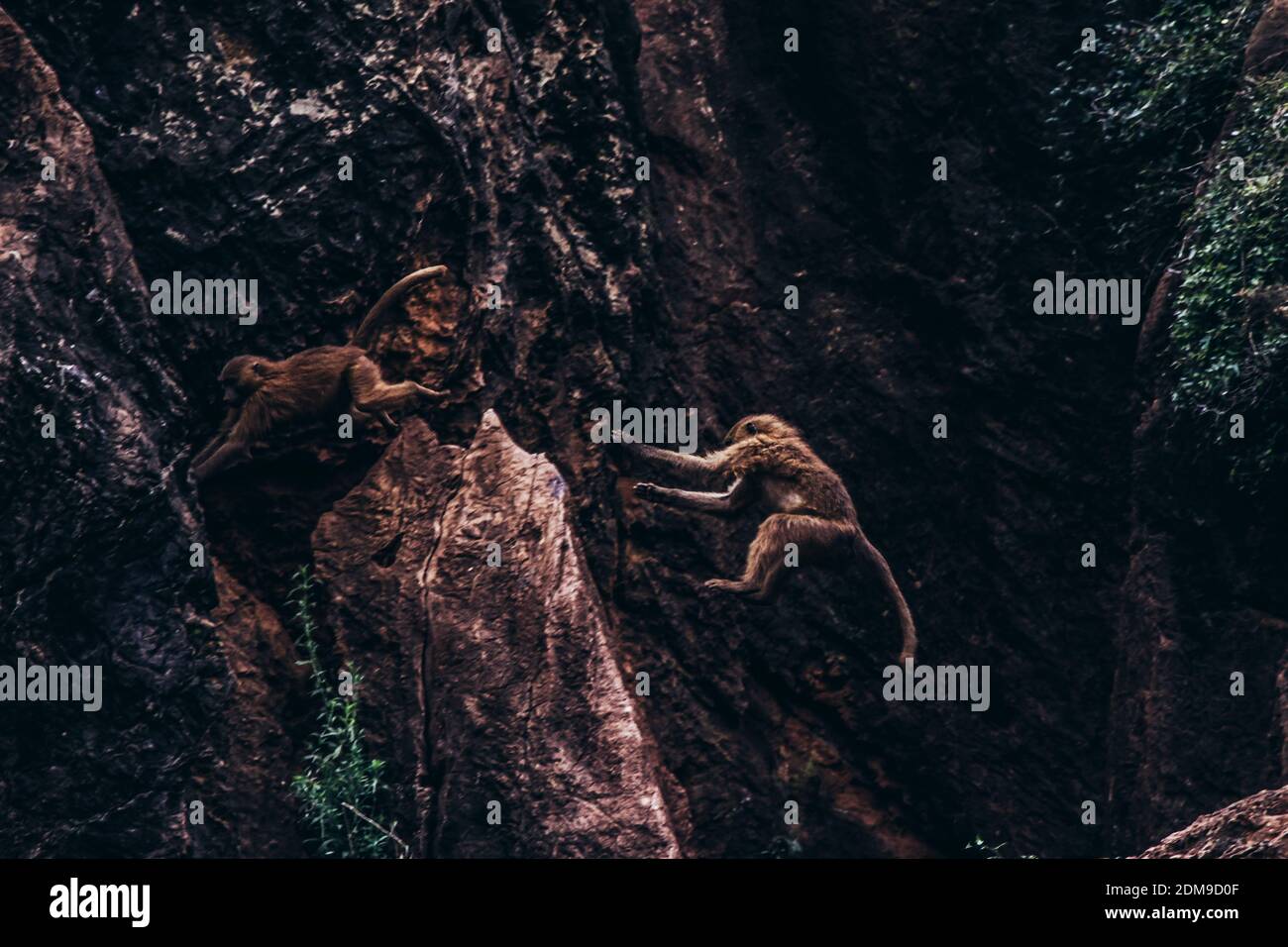 Family of monkeys in intimate moment. Daily life life style Stock Photo ...