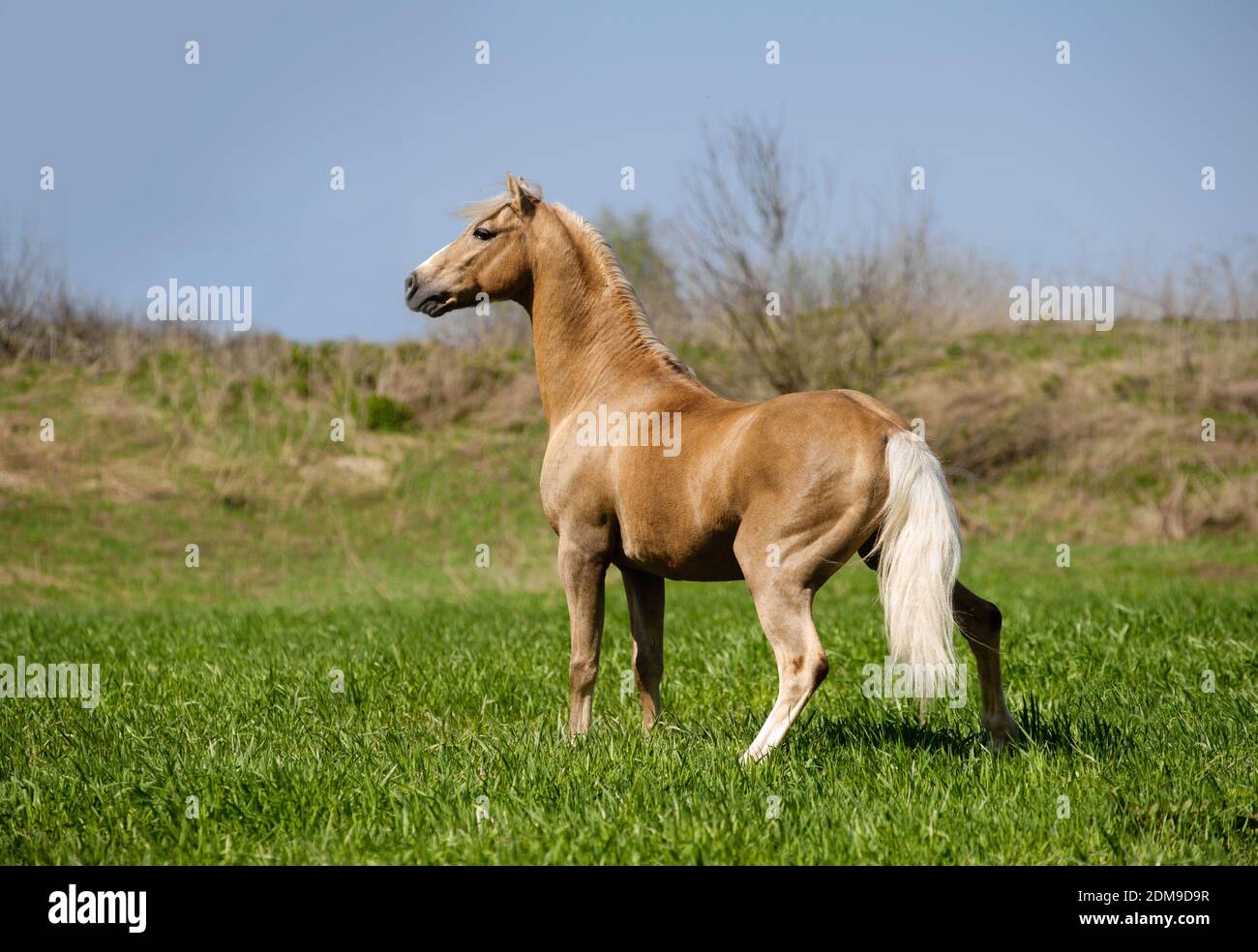 Silver stallion hi-res stock photography and images - Alamy