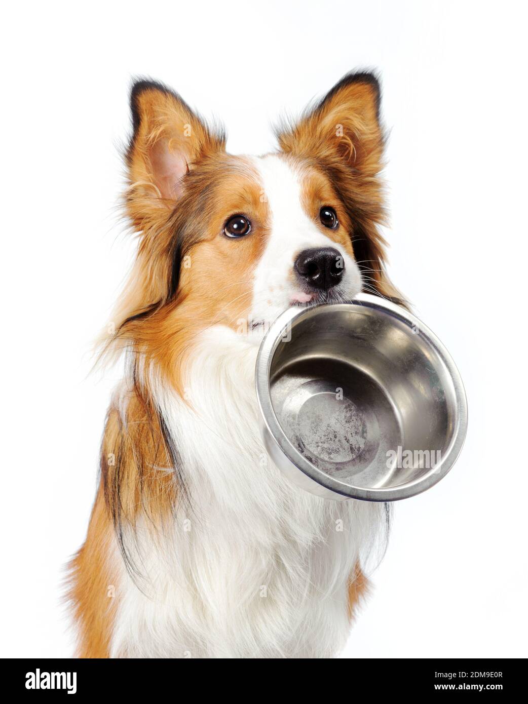 dog with empty bowl Stock Photo - Alamy