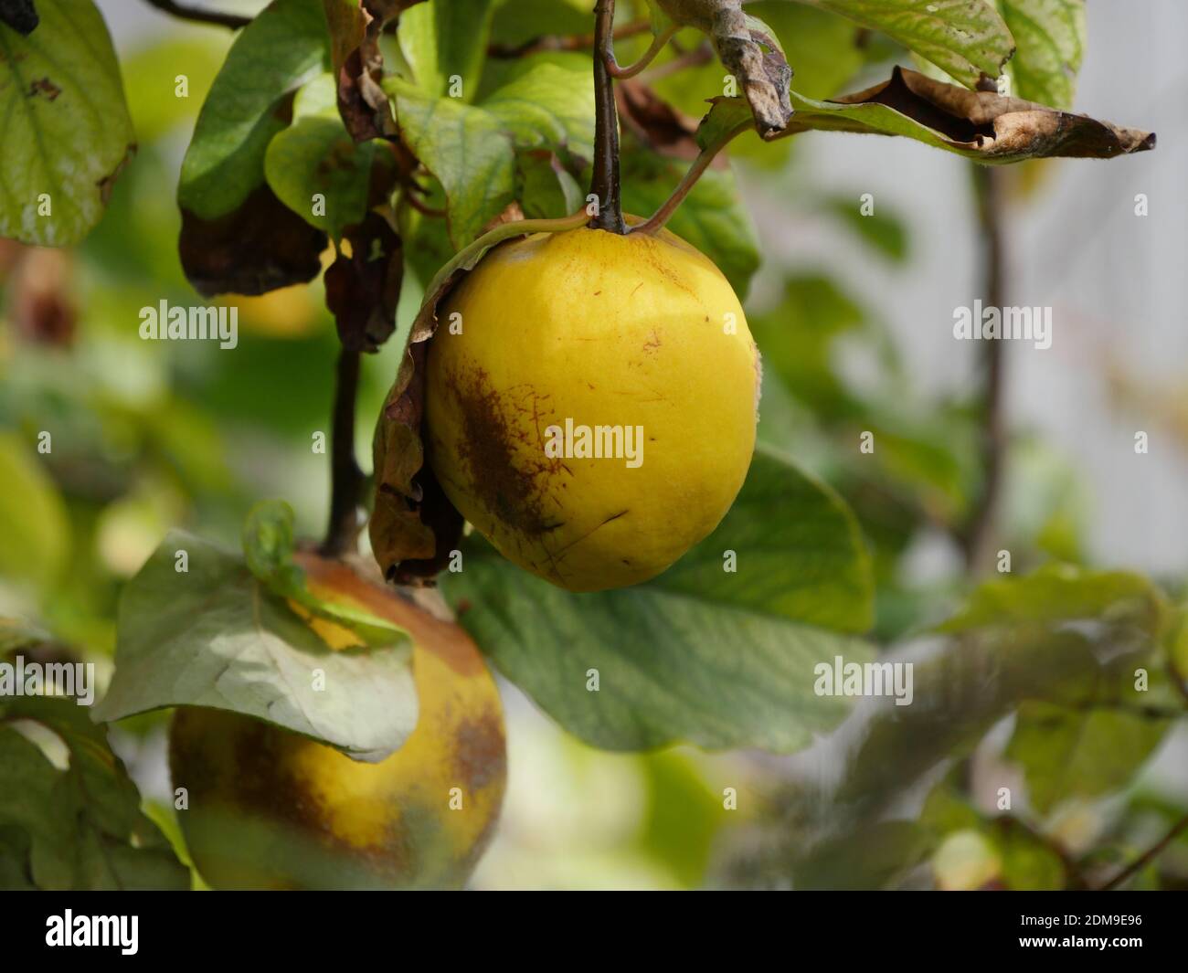 Quince Tree With Ripe Yellow Quinces Stock Photo - Alamy