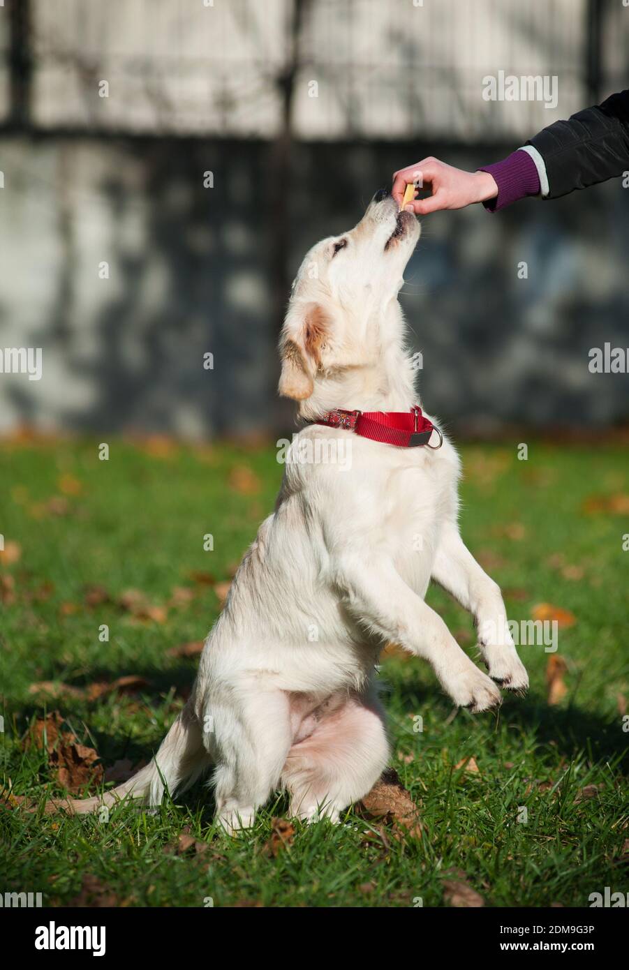 golden retriever puppy being trained Stock Photo - Alamy