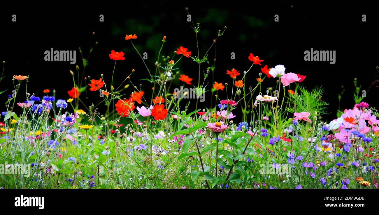 Blumenwiese wiesenblumen wildblumen wiese blumen hi-res stock ...