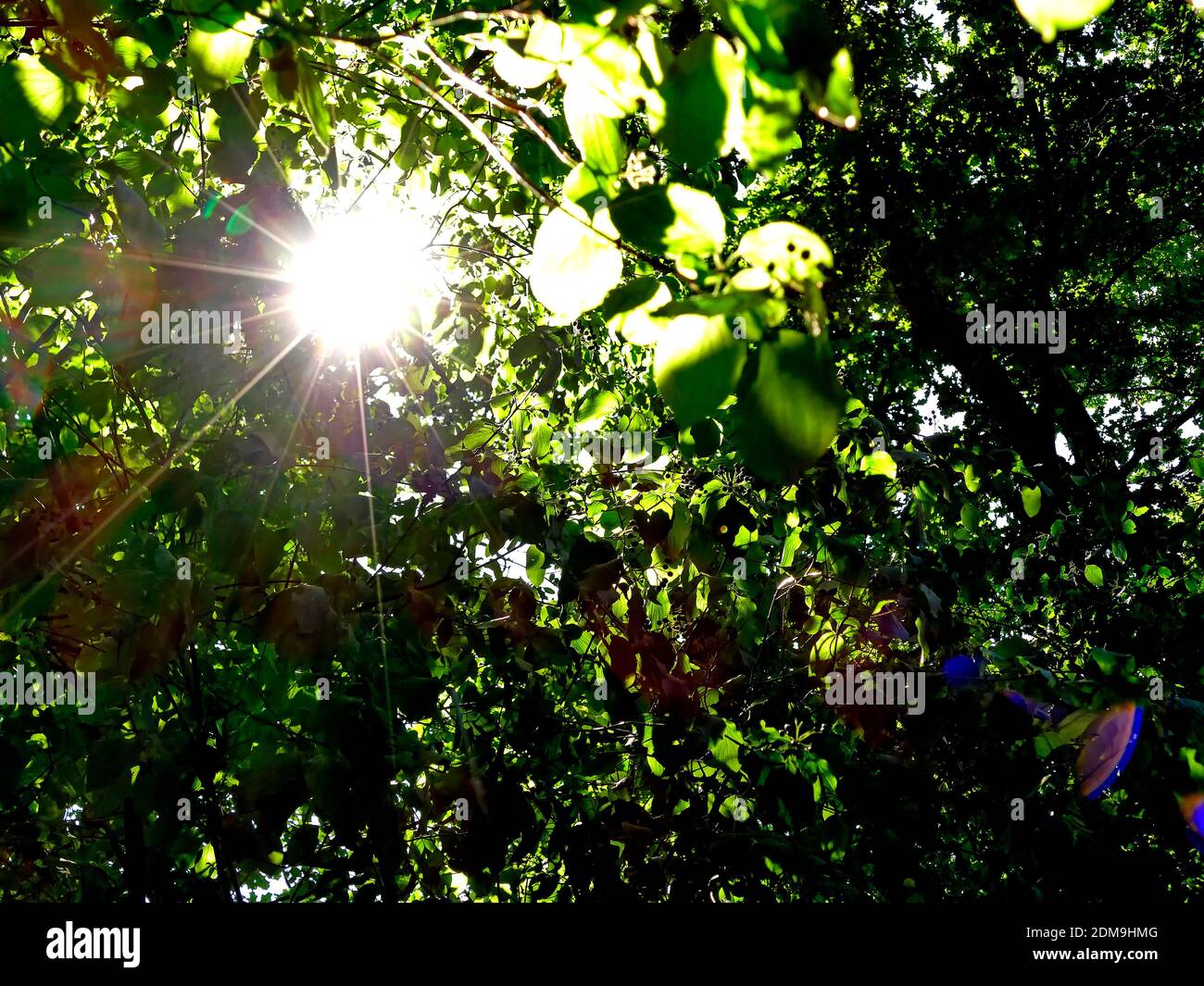 Beech Tree In Backlit Stock Photo - Alamy