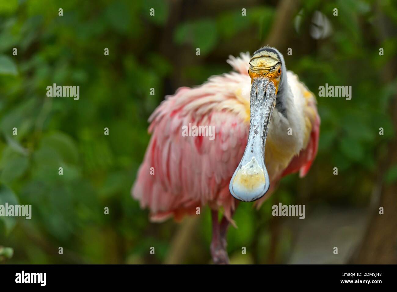 Roseate Spoonbill Platalea Ajaja With Its Typical Spoon-shaped Beak ...