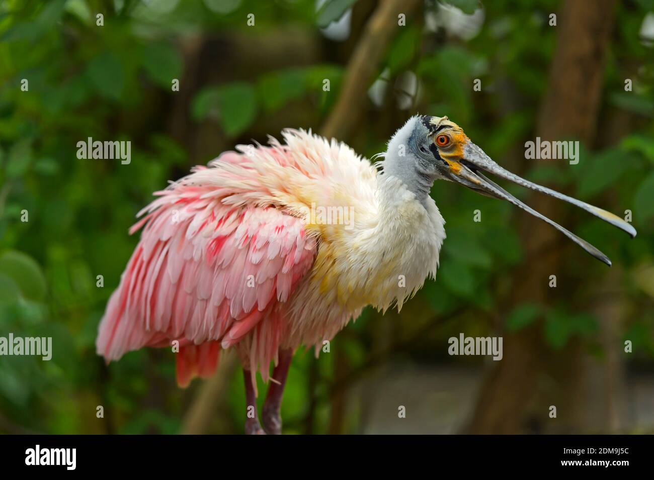 Roseate Spoonbill Platalea Ajaja With Its Typical Spoon-shaped Beak ...
