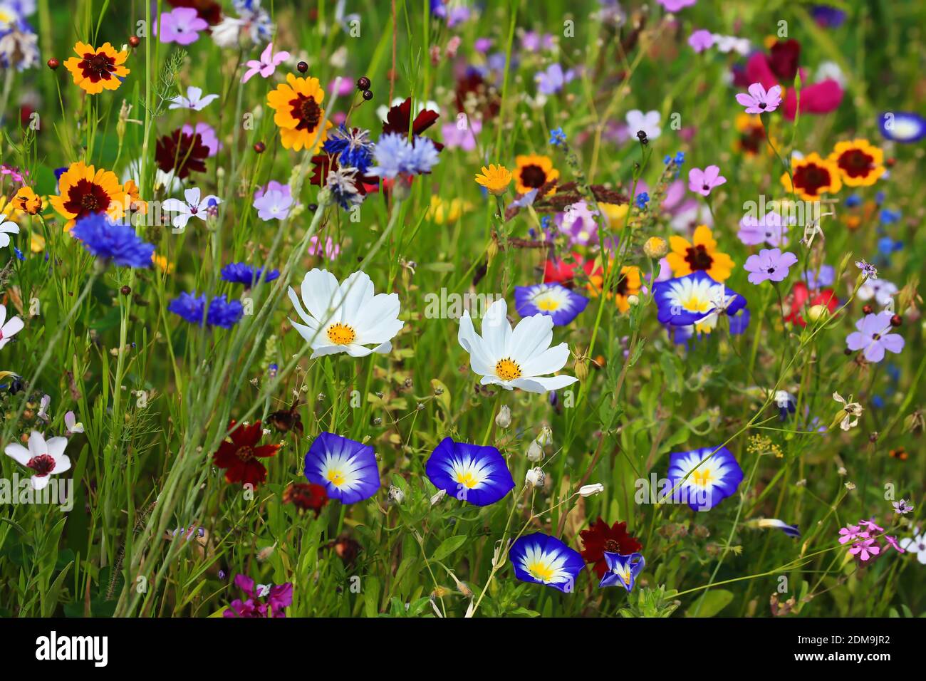 Colorful Flower Meadow In The Primary Color Green With Different Wild ...