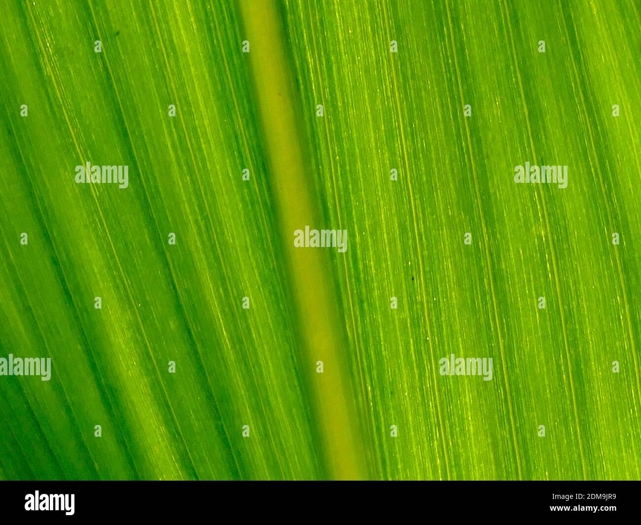 Corn Leaf In Backlit, Full Format Stock Photo - Alamy