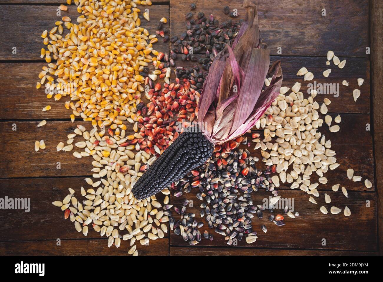 Different species and colors of corn on wooden table Stock Photo - Alamy