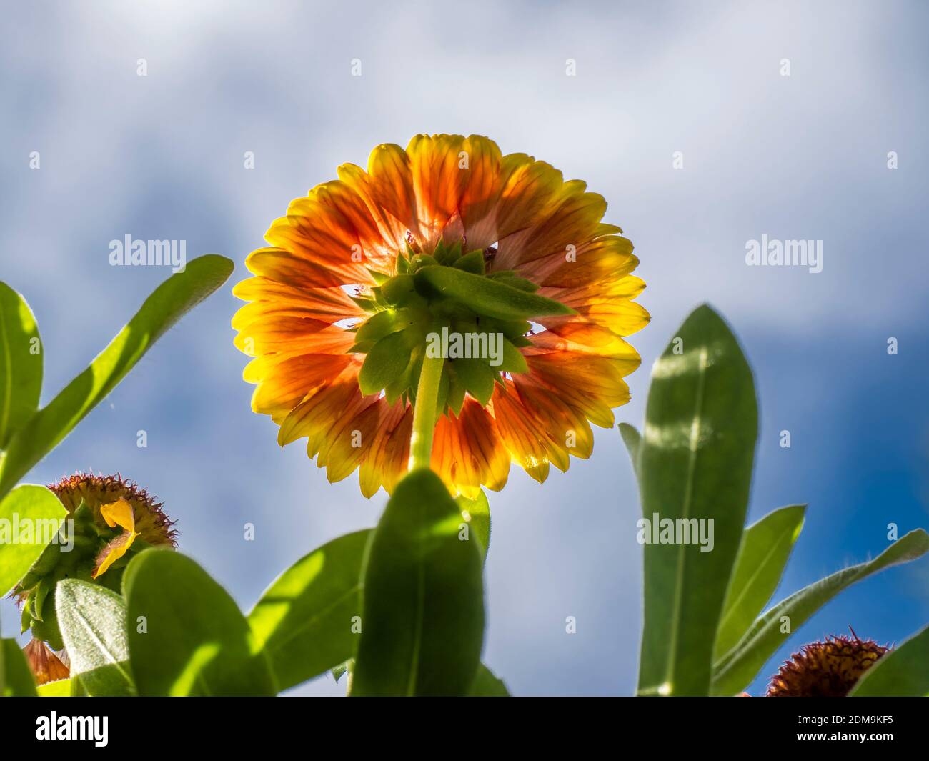 Close-up of Red and yellow flower seen from below with blue sky and ...