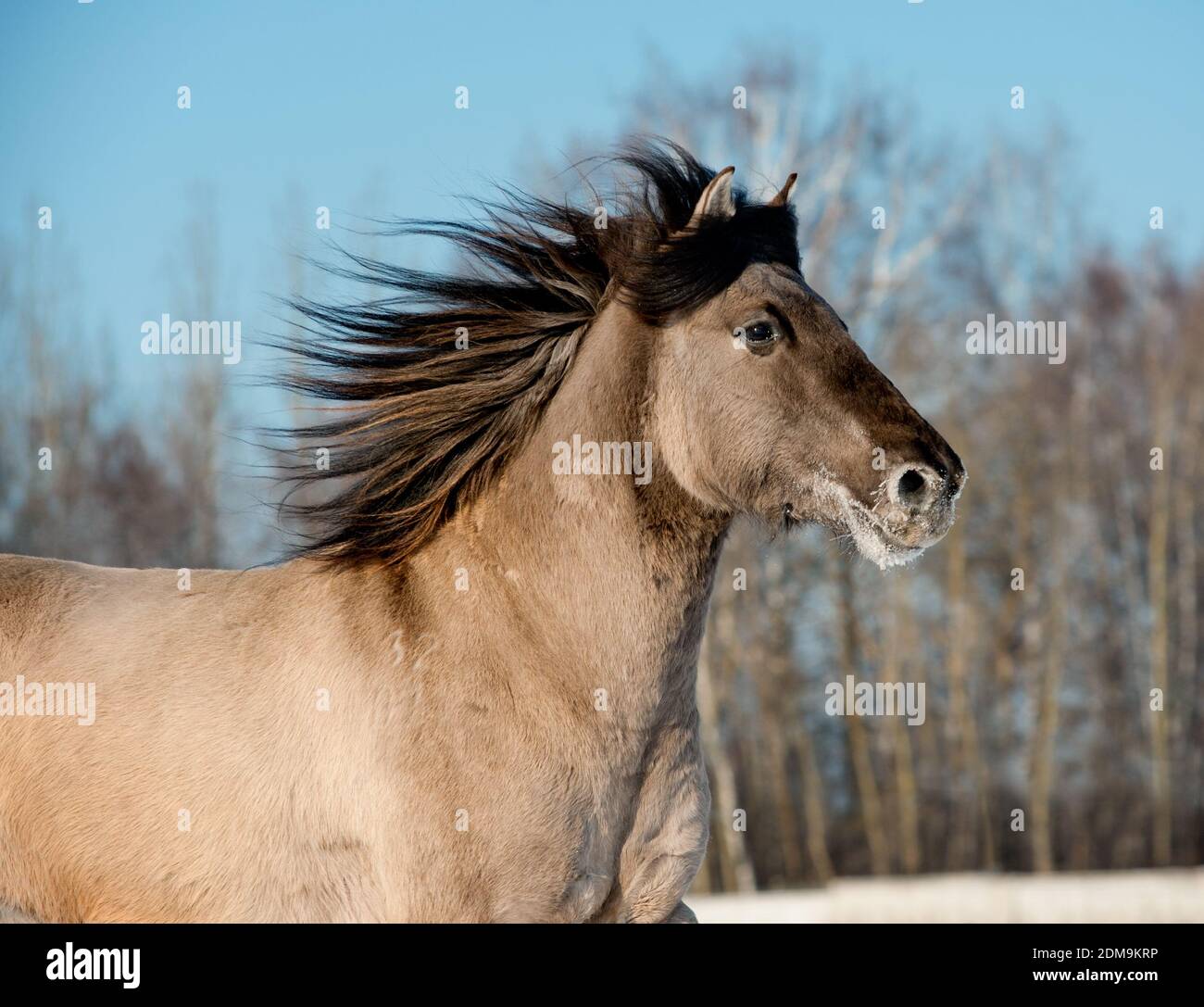 Dappled gray stallion hi-res stock photography and images - Alamy