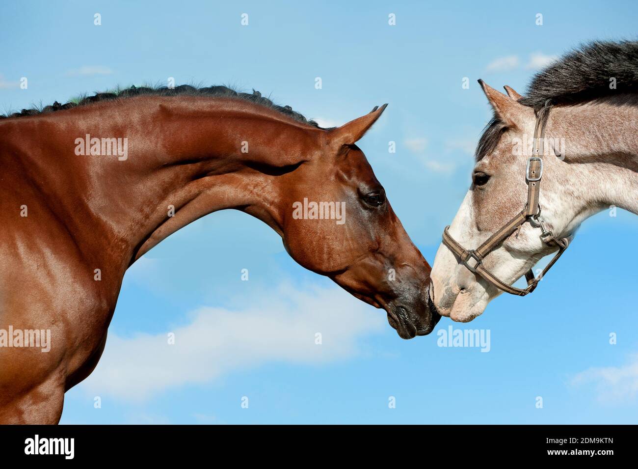 Russian horse stallion hi-res stock photography and images - Alamy