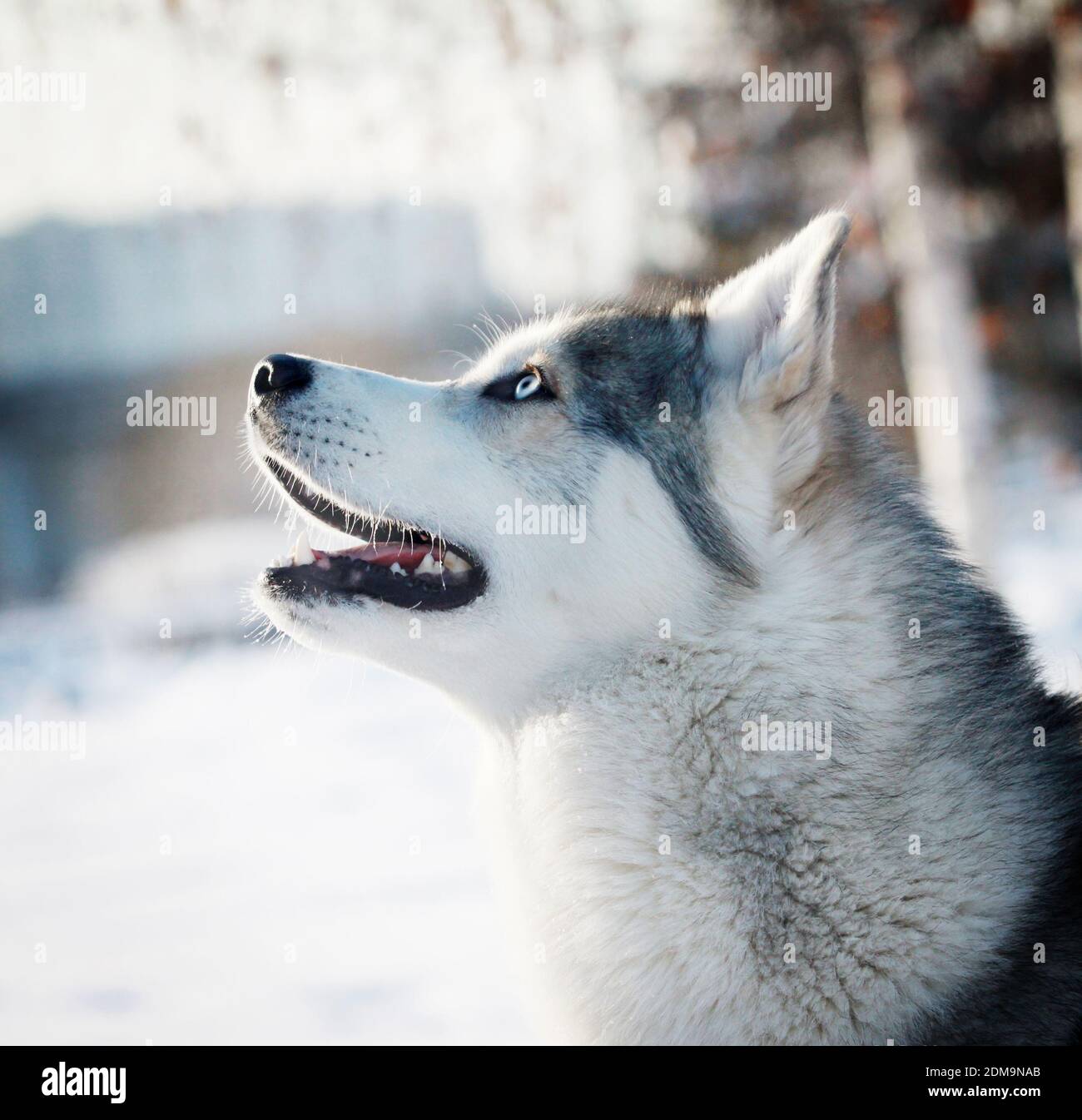husky in winter Stock Photo - Alamy