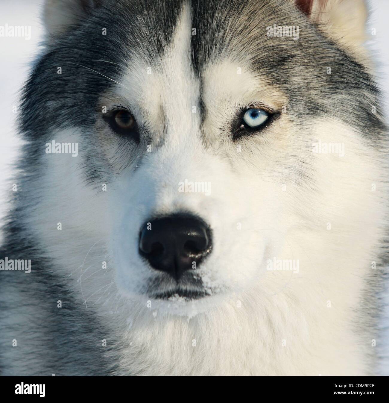 Husky markings hi-res stock photography and images - Alamy