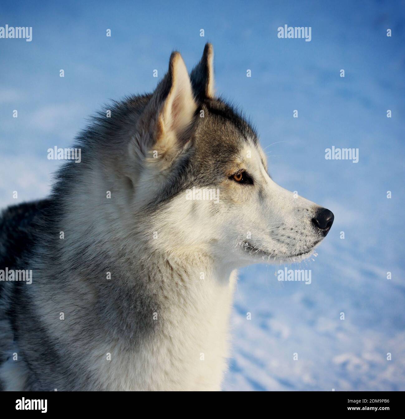 Female siberian husky hi-res stock photography and images - Alamy