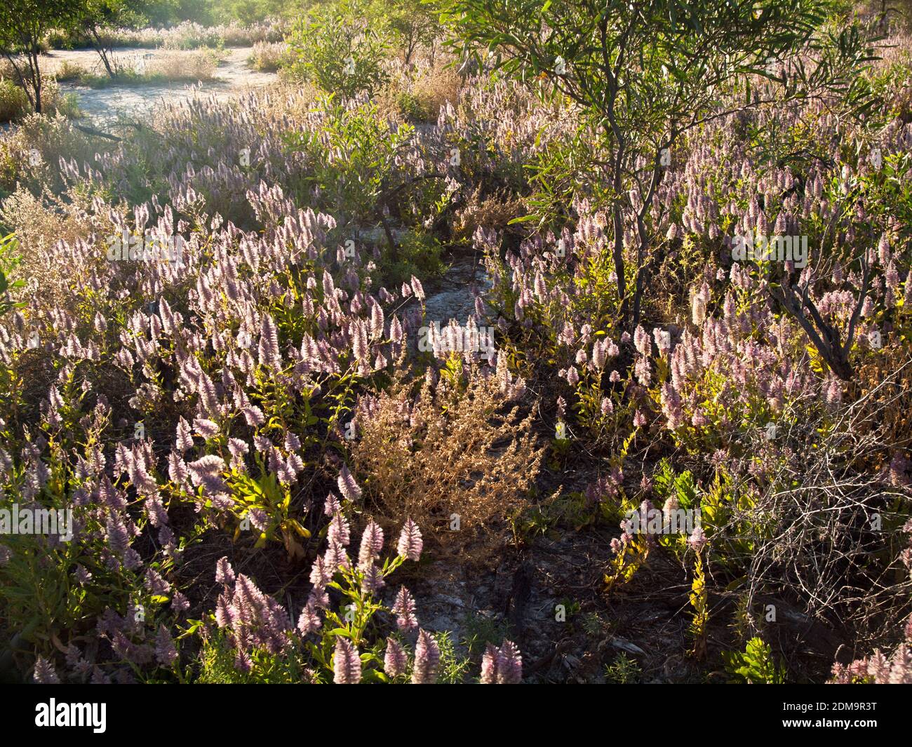 Large clumps of Mulla Mulla (Ptilotus exaltus) growing inside Wolfe ...