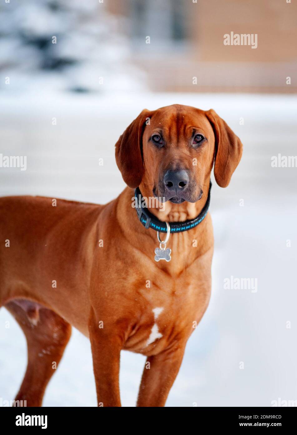 Rhodesian ridgeback hi-res stock photography and images - Alamy