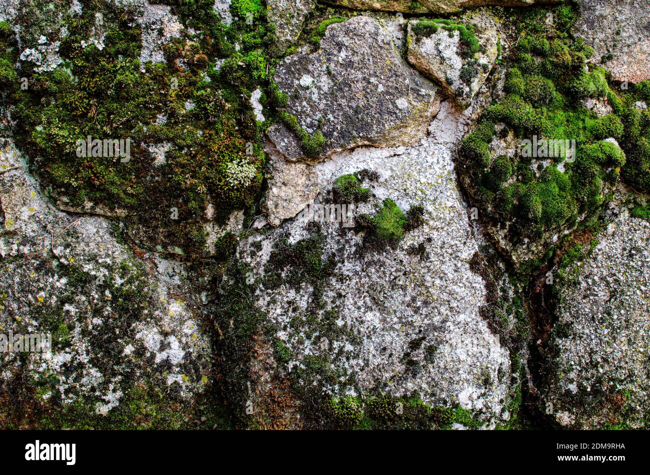 A beautiful shot of a high rock with moss. Tree-like plants on porous ...