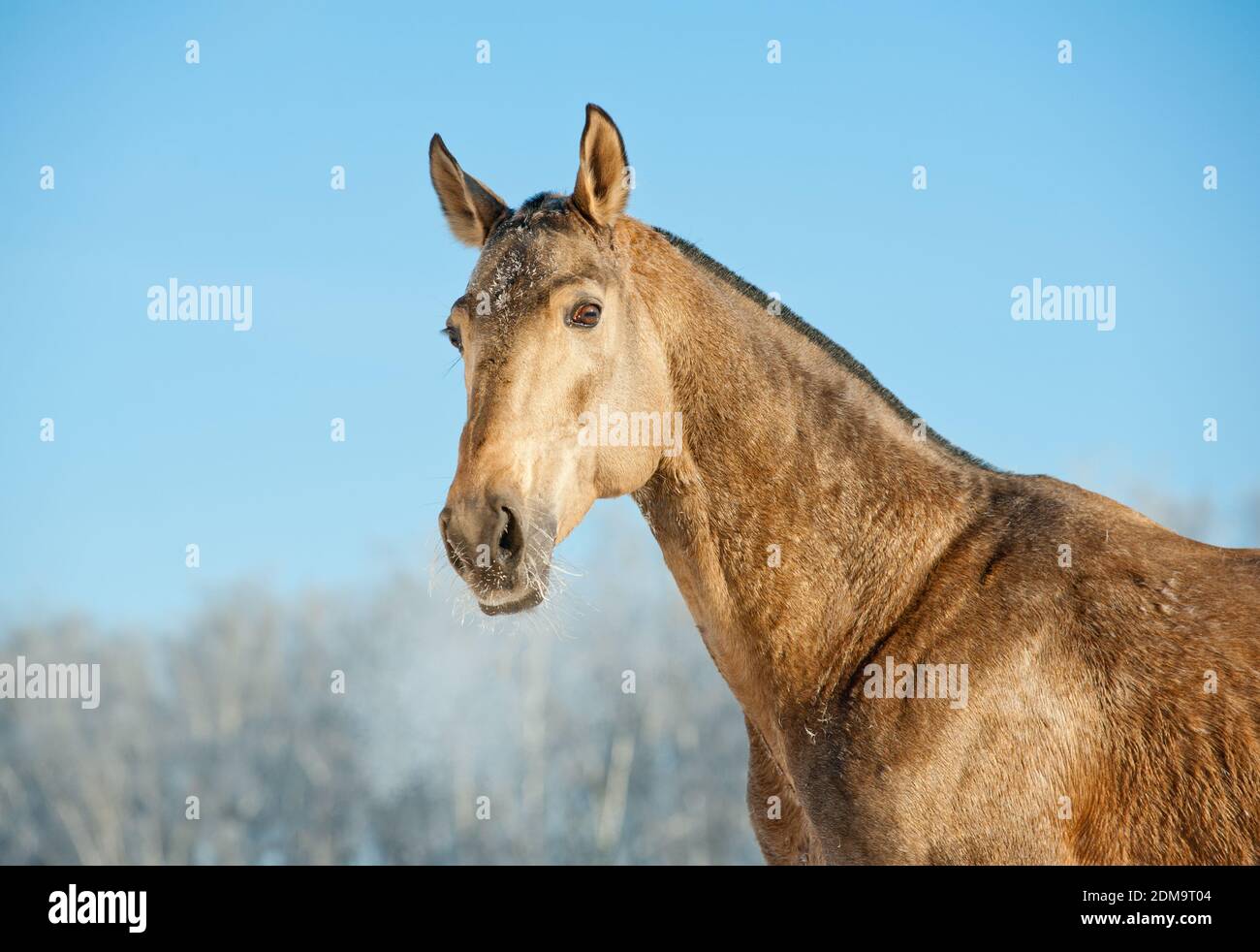 beautiful horse in winter Stock Photo - Alamy