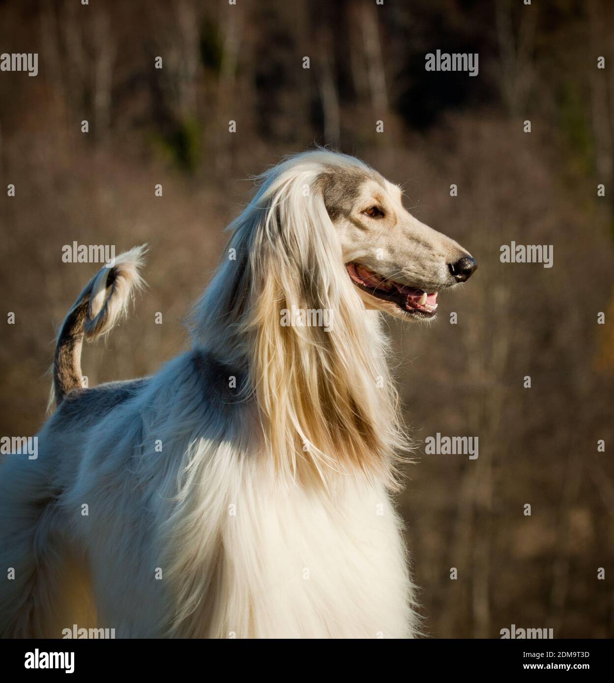 Afghan hound dog hi-res stock photography and images - Alamy