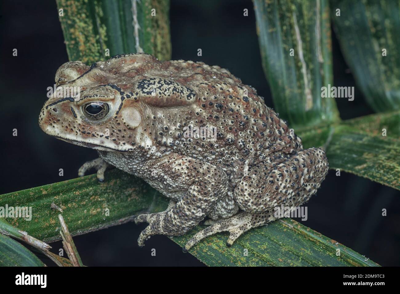 Warty tree frog hi-res stock photography and images - Alamy