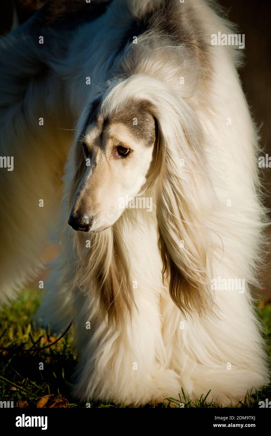 Afghan dog hi-res stock photography and images - Alamy