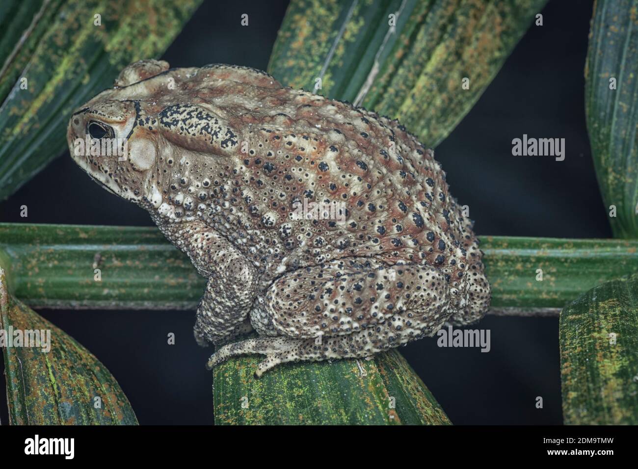Warty tree frog hi-res stock photography and images - Alamy