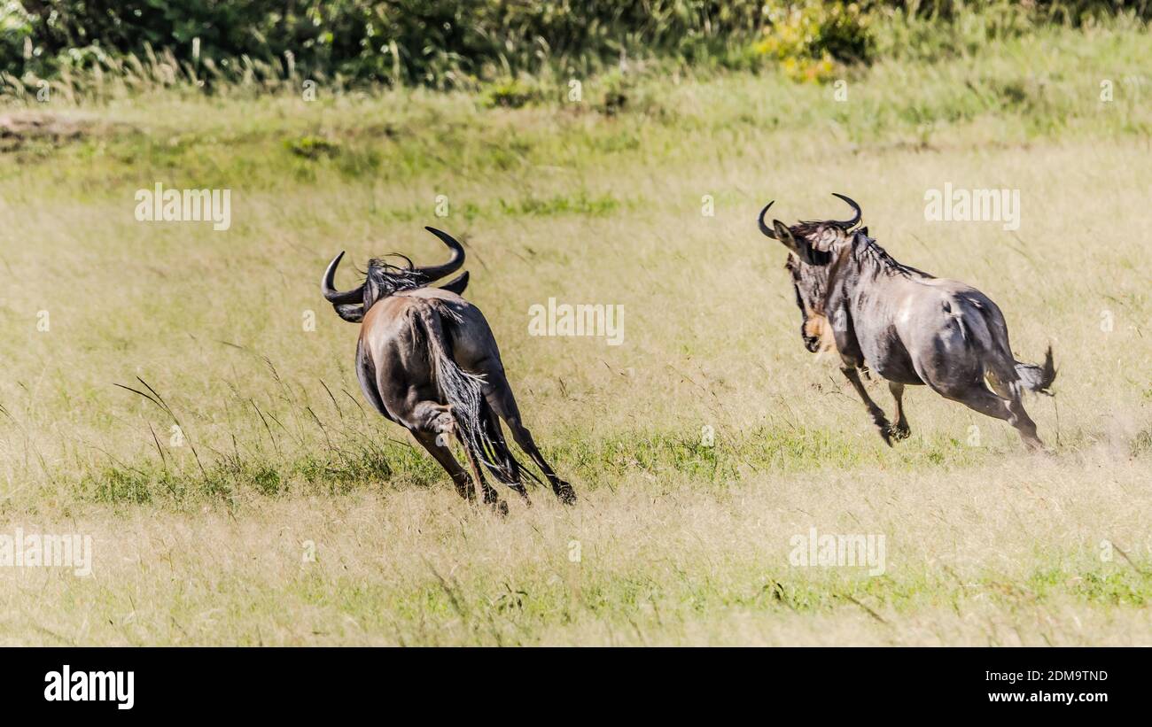 Wild beast hi-res stock photography and images - Alamy