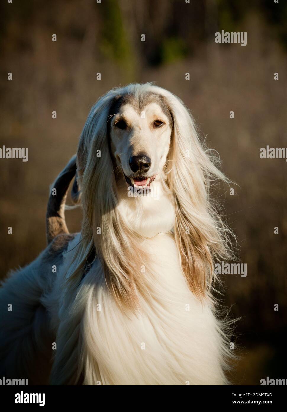 Afghan dog hi-res stock photography and images - Alamy