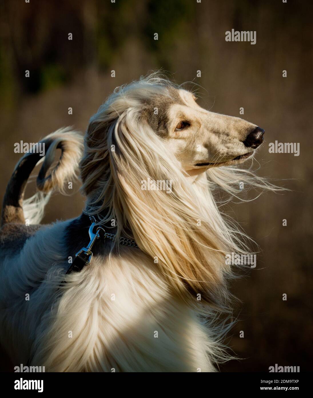 Afghan borzoi hi-res stock photography and images - Alamy