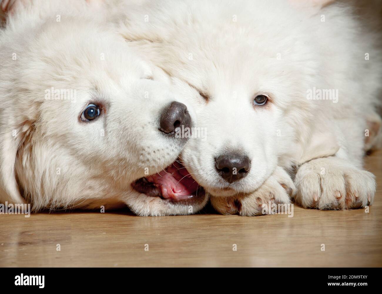 Herder active hi-res stock photography and images - Alamy