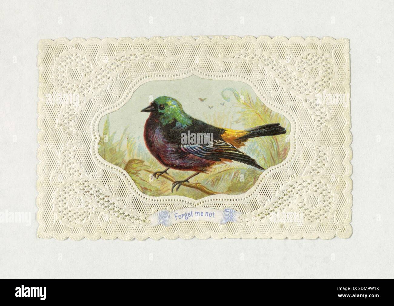 Finch species hi-res stock photography and images - Alamy