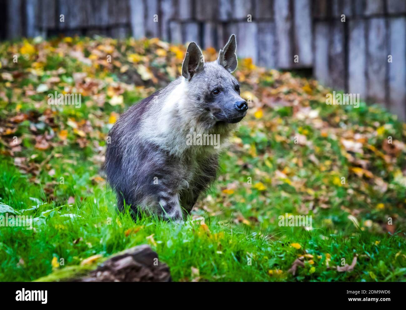 Brown hyena (Hyaena brunnea), also called Strandwolf. The rarest ...