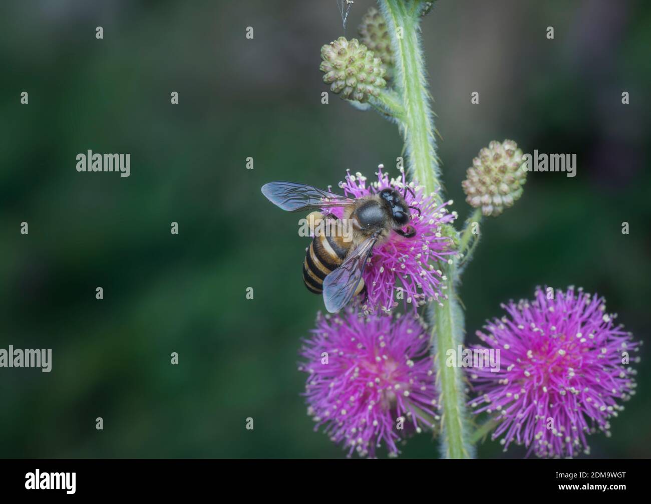 Mimosa butterfly hi-res stock photography and images - Alamy