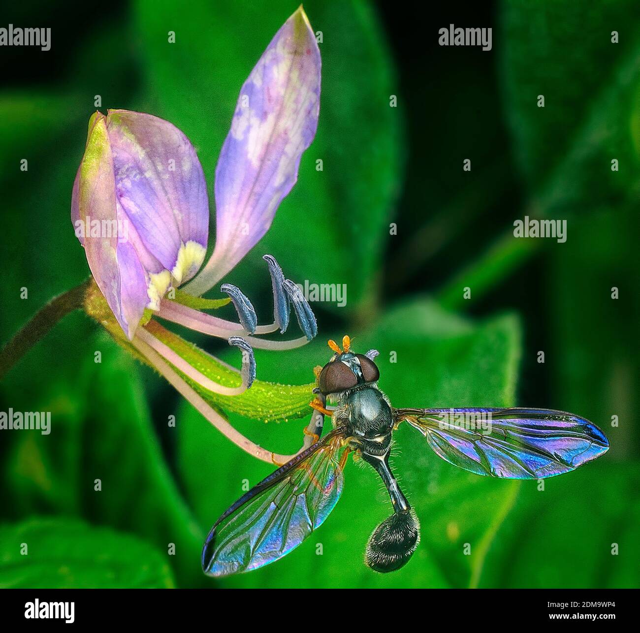 Insect Loves Nature Stock Photo - Alamy