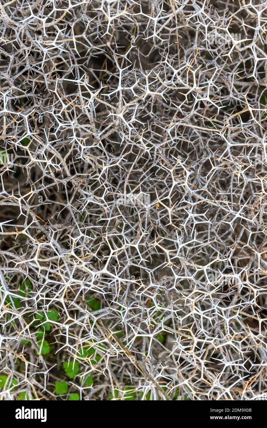 Sarcopoterium spinosum is a flowering perennial bush of Sarcopoterium ...