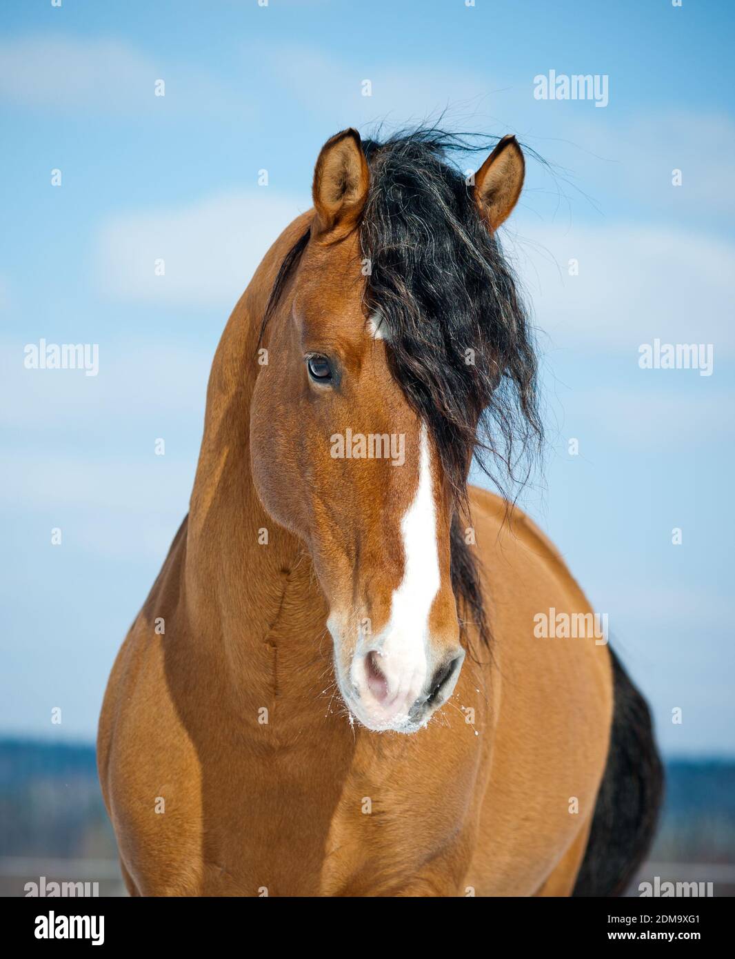 Draft animals hi-res stock photography and images - Alamy