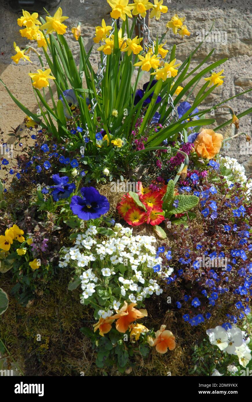 Beautiful hanging basket with spring flowers Stock Photo - Alamy