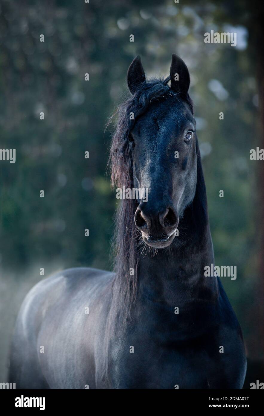 Frisian horse carriage hi-res stock photography and images - Alamy