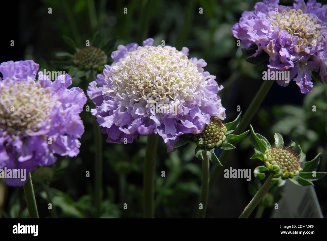 Beautiful white and purple flowers, Scabious Butterfly Blue Stock Photo ...
