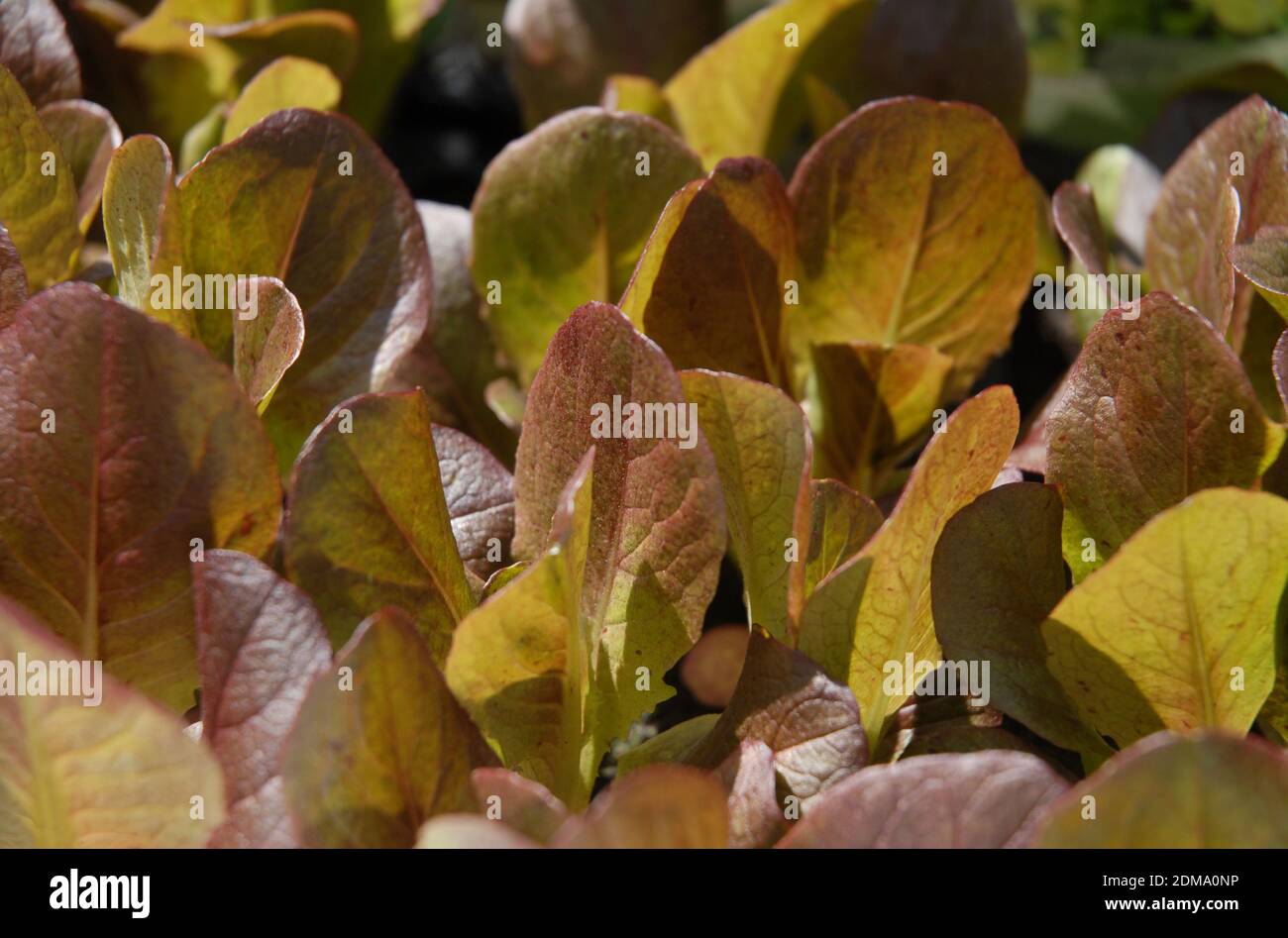 Fresh leaves of Lettuce Pandero, also known as Red mini Cos Stock Photo ...