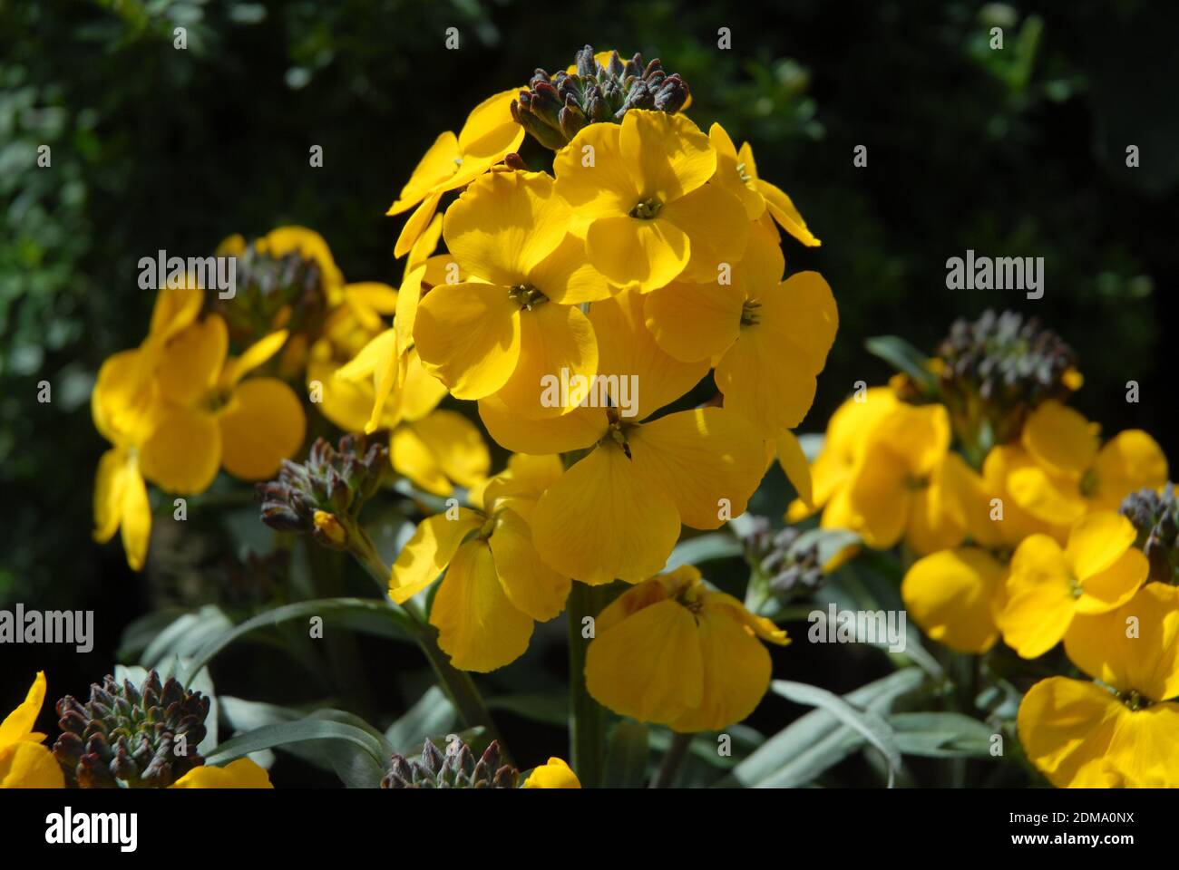Bright yellow wall flower, also known as Erysimum, Walbertons Fragrant ...