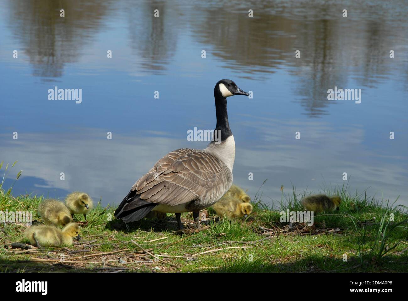 Canada goose, also known as Branta canadensis, with goslings on a ...