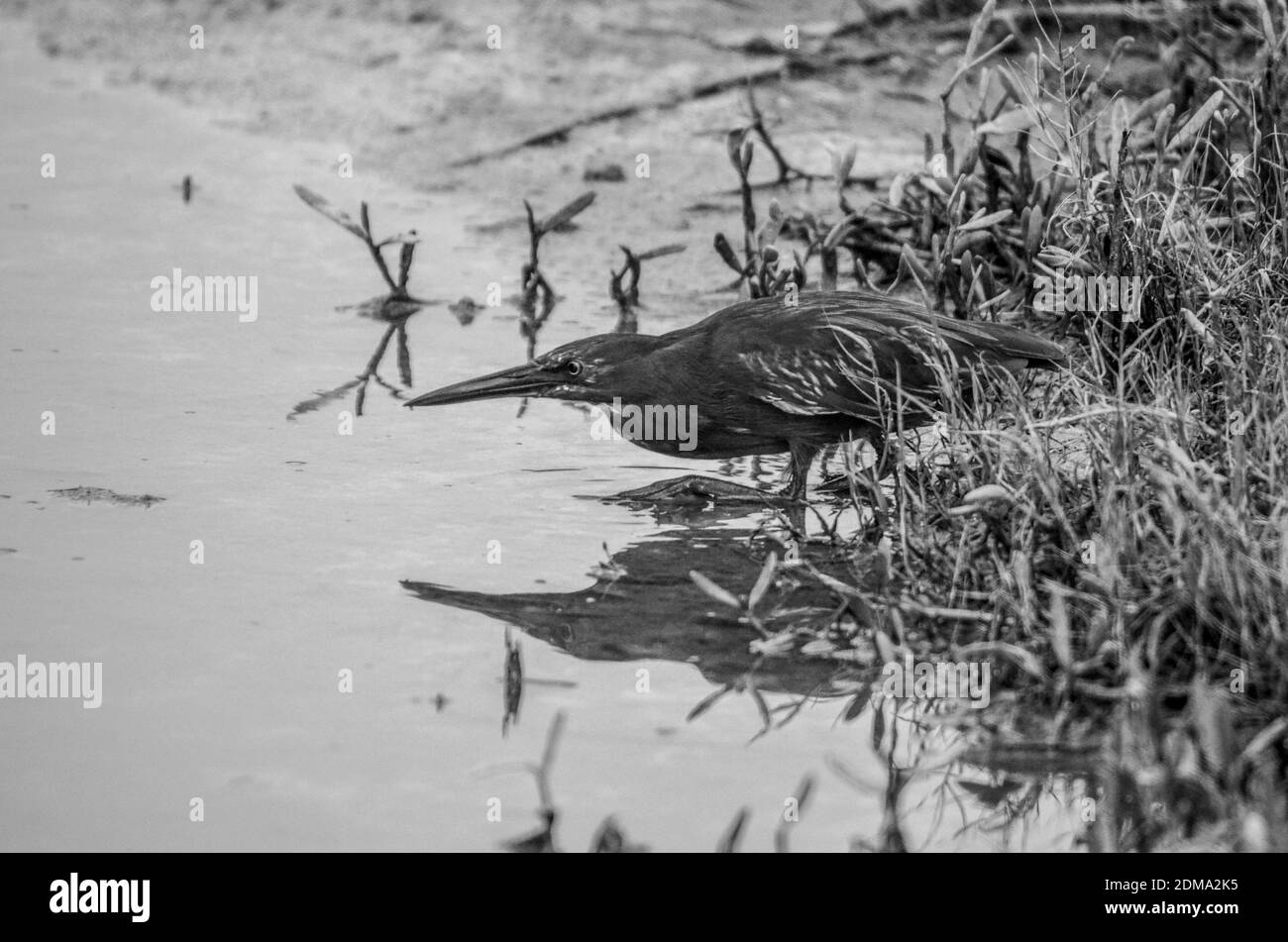 Heron on white Black and White Stock Photos & Images - Alamy