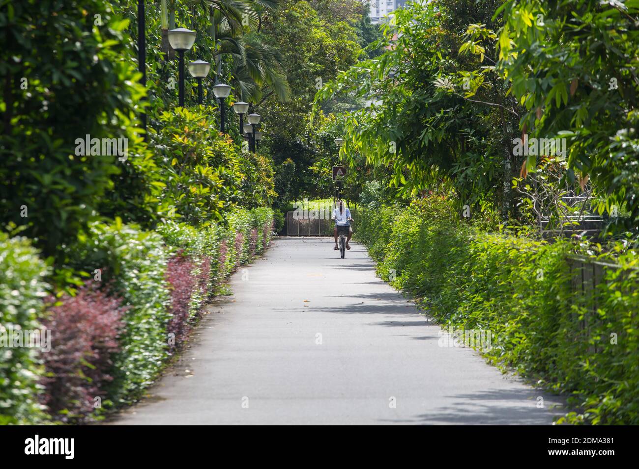 A man is cycling in a long stretch of pavement decorated with beautiful ...