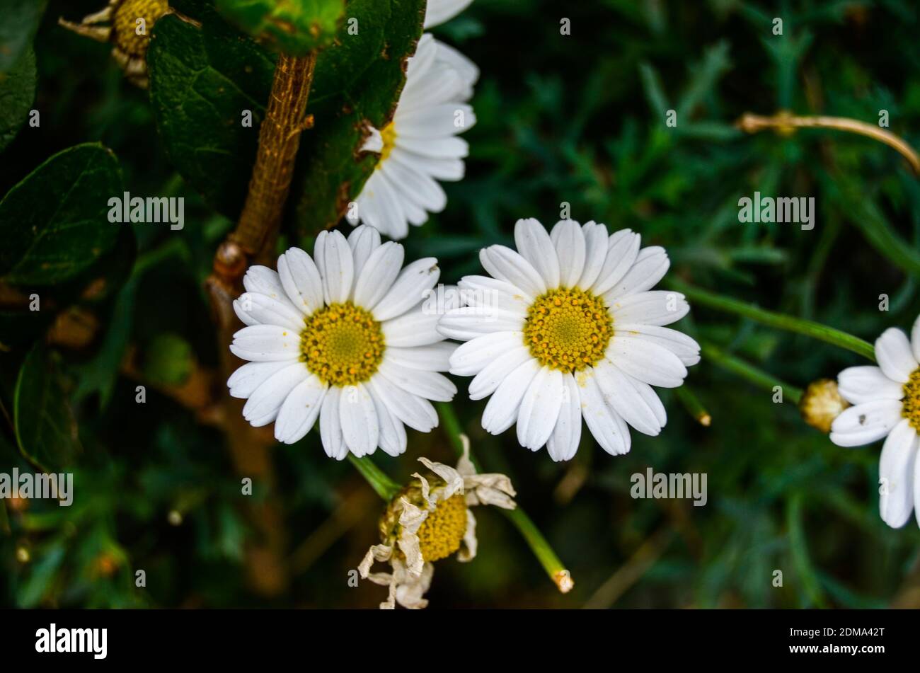 Beautiful small white daisy flowers hi-res stock photography and images ...